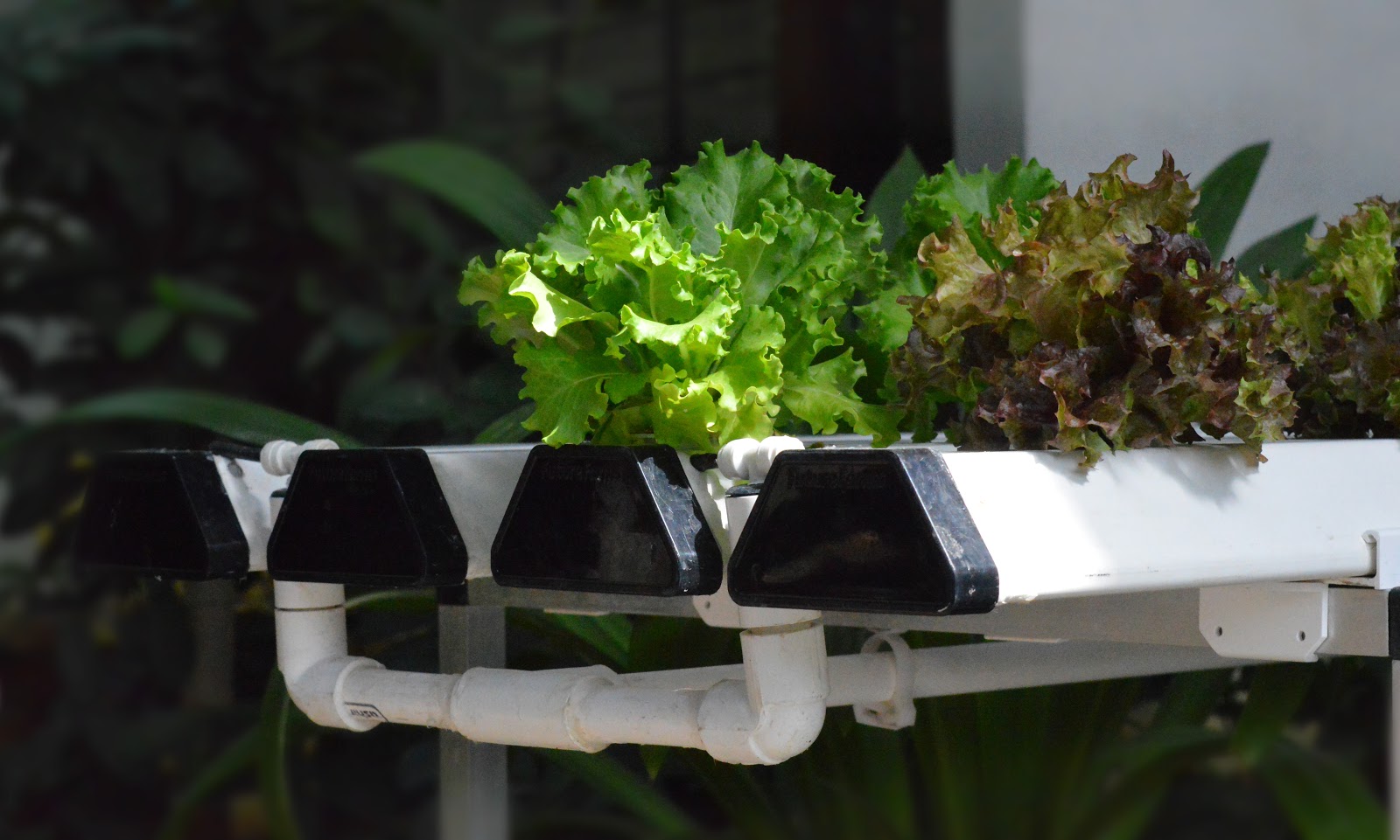 how-to-build-hydroponics-system